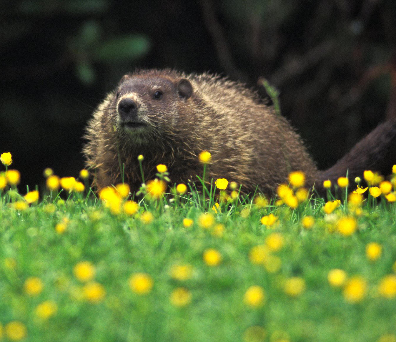 Angrywoodchuck goes on vacation… – Angrywoodchuck's Blog